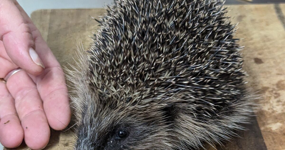 Harry Hedgehog gets some TLC - Ransom Wood